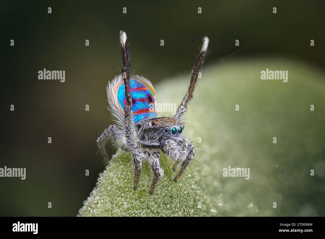 Male Peacock spider, Maratus speciosus (the Coastal Peacock Spider ...