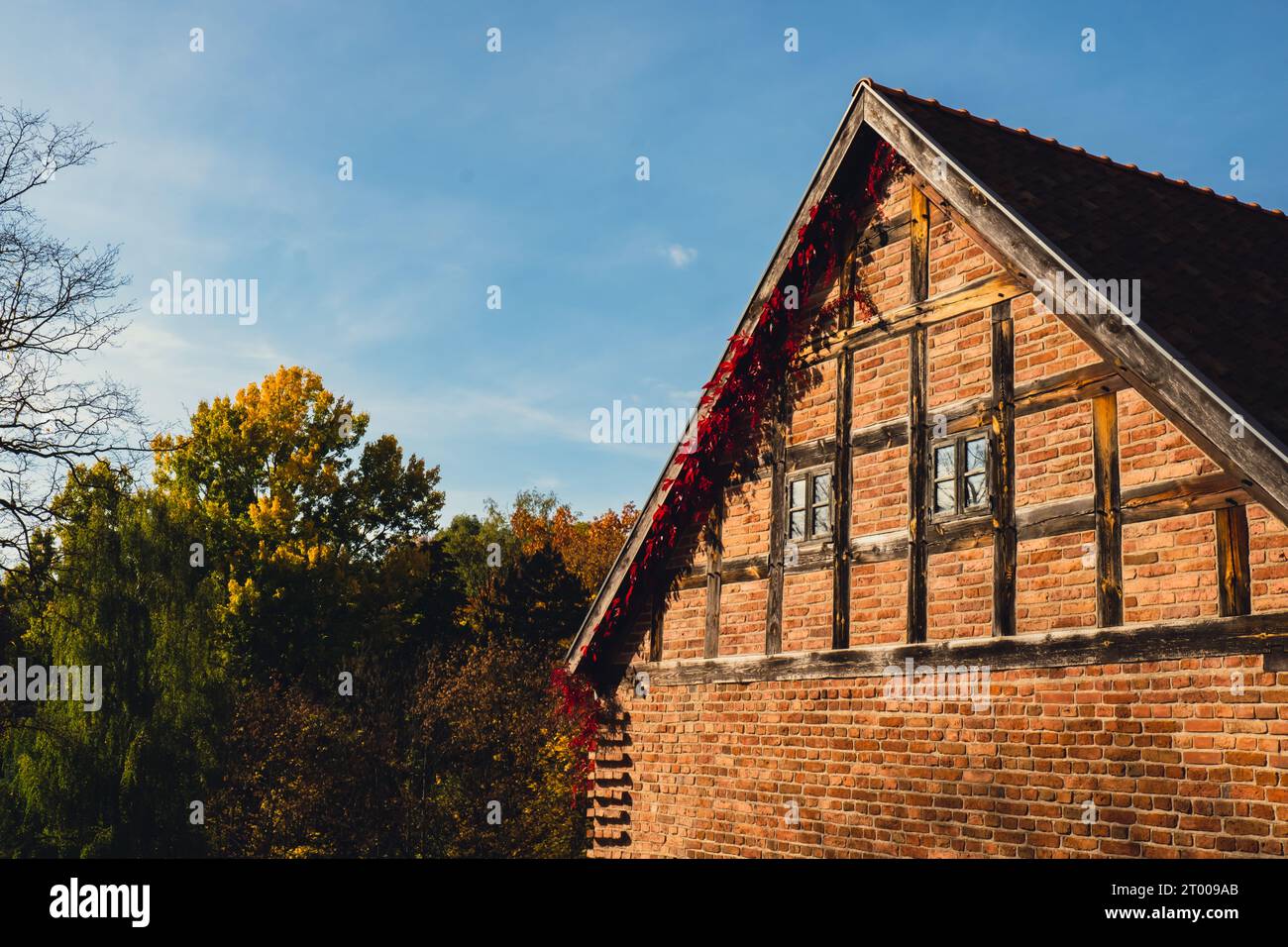 Autumn window in old brick wall covered with leaves in red color ...