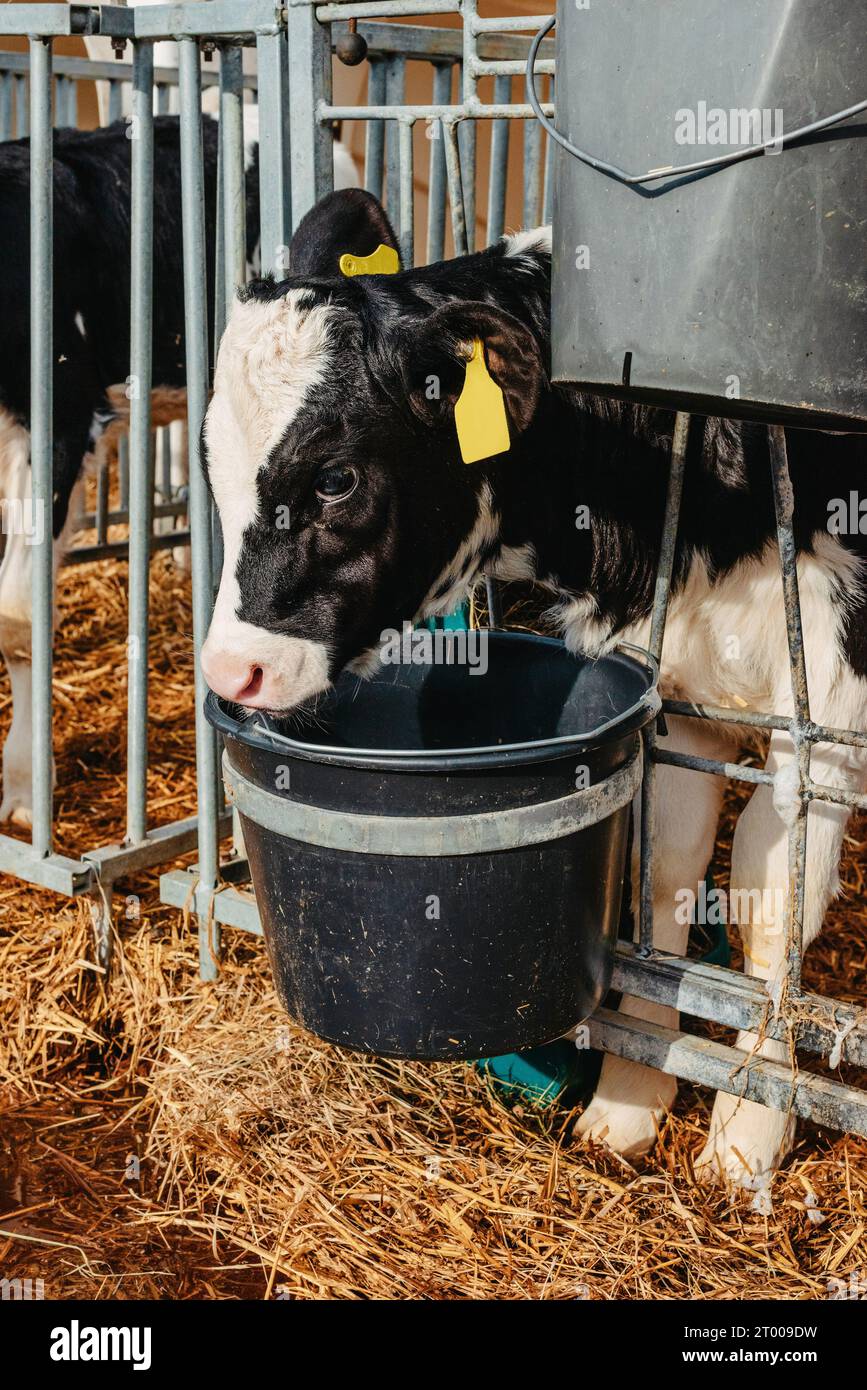 Yellow ear tag on calf hi-res stock photography and images - Alamy