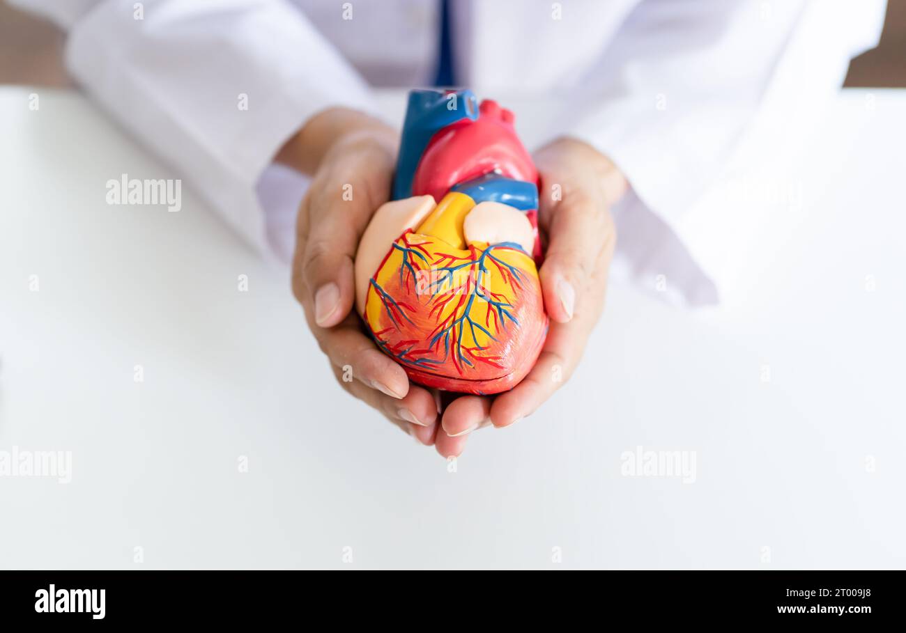 Doctor with anatomical model of human heart Cardiologist supports the ...