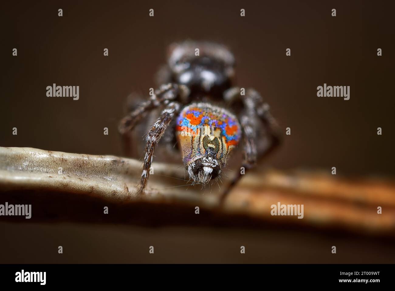 Male Peacock spider, Maratus aquilus, in his breeding colours Stock ...
