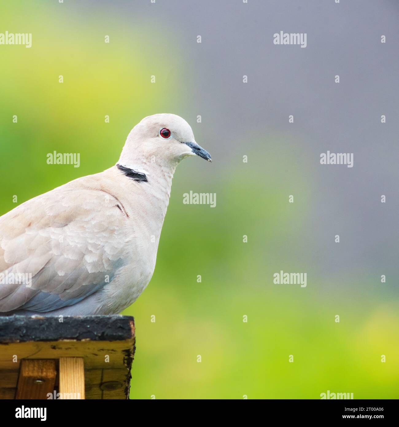 Dove perching on a bird feeder Stock Photo - Alamy