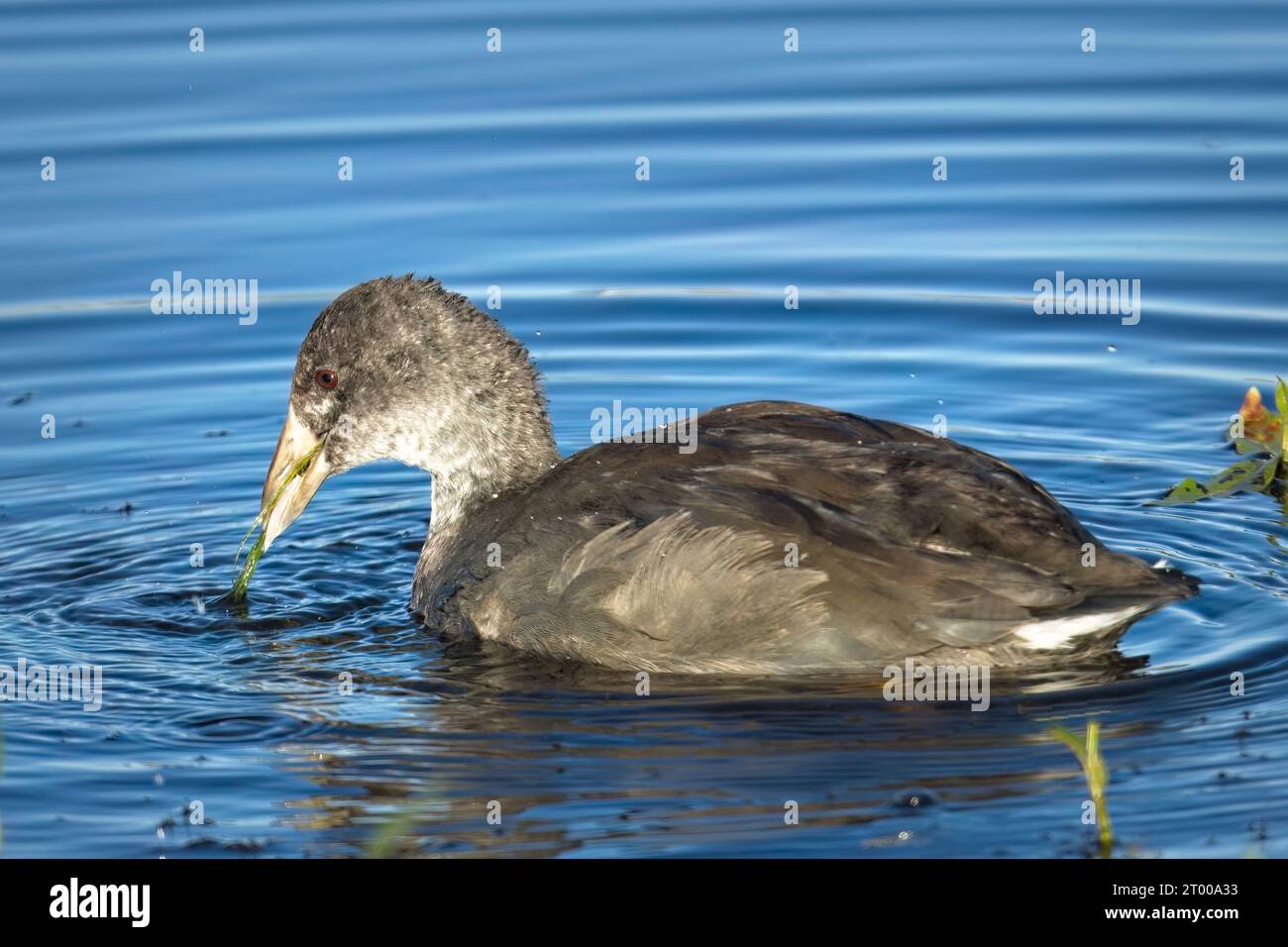 American coot swimming in lake hi-res stock photography and images - Alamy