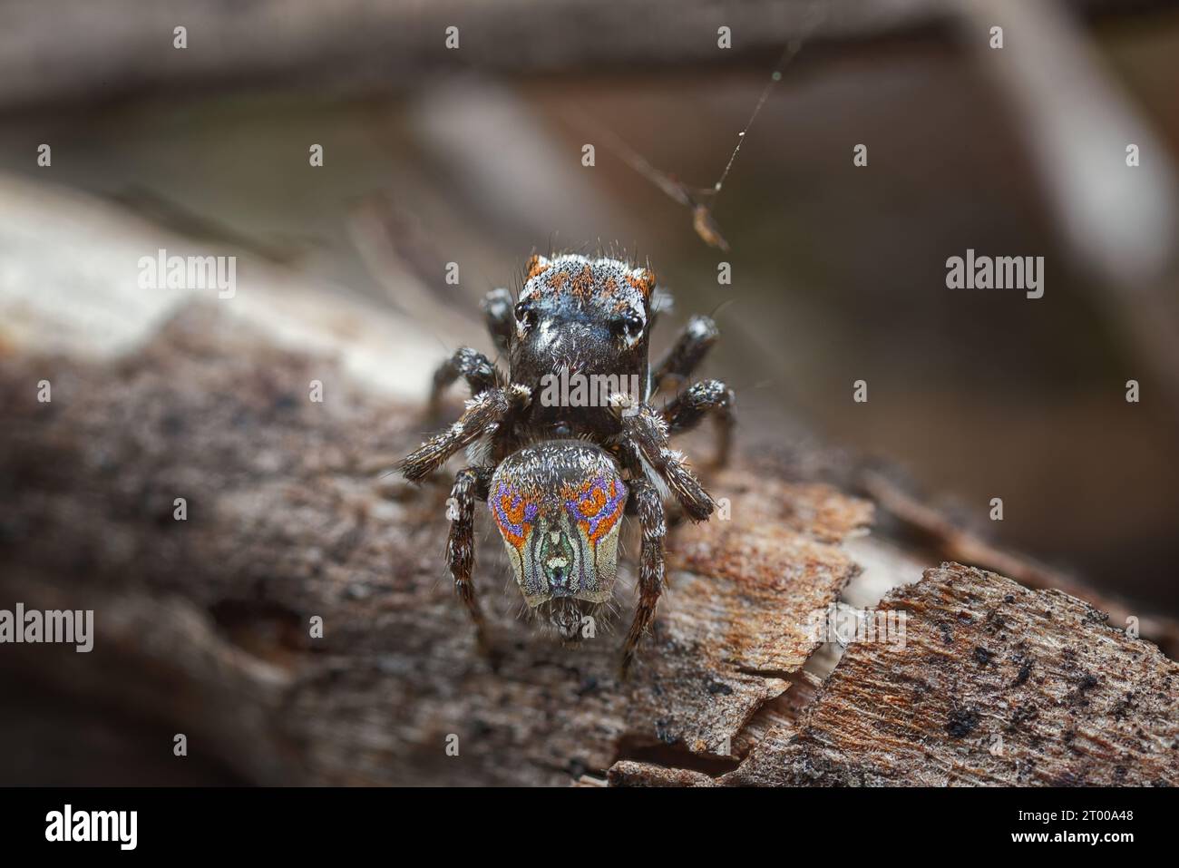 Maratus aquilus hi-res stock photography and images - Alamy