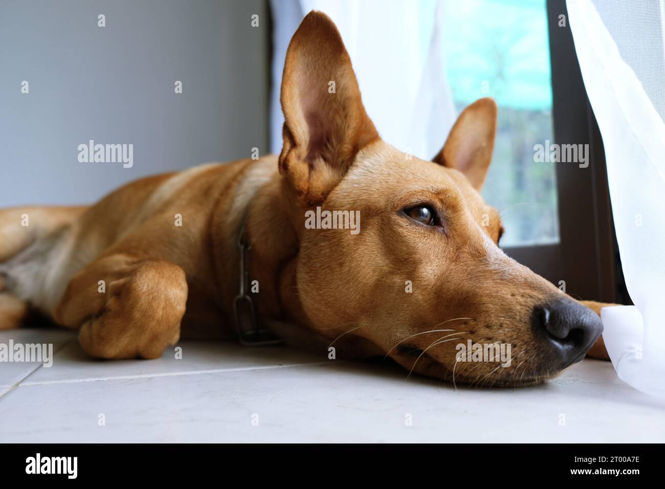 Funny sitting dog hi-res stock photography and images - Alamy