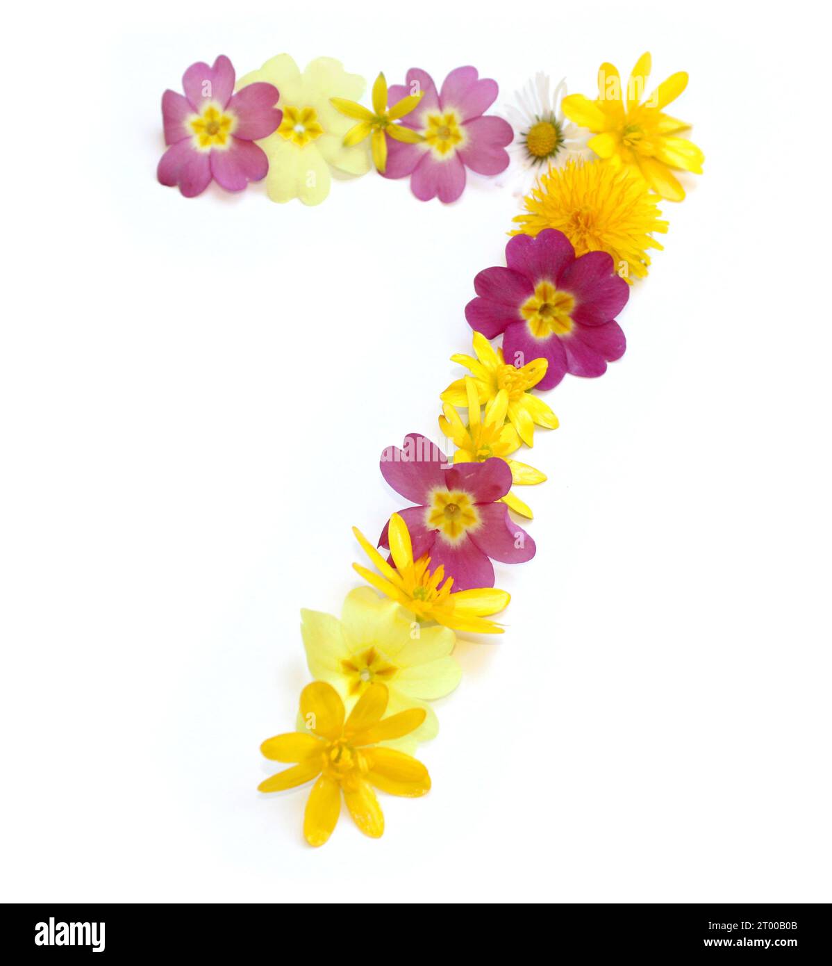 number made from freshly picked yellow, pink flowers. isolated on white ...