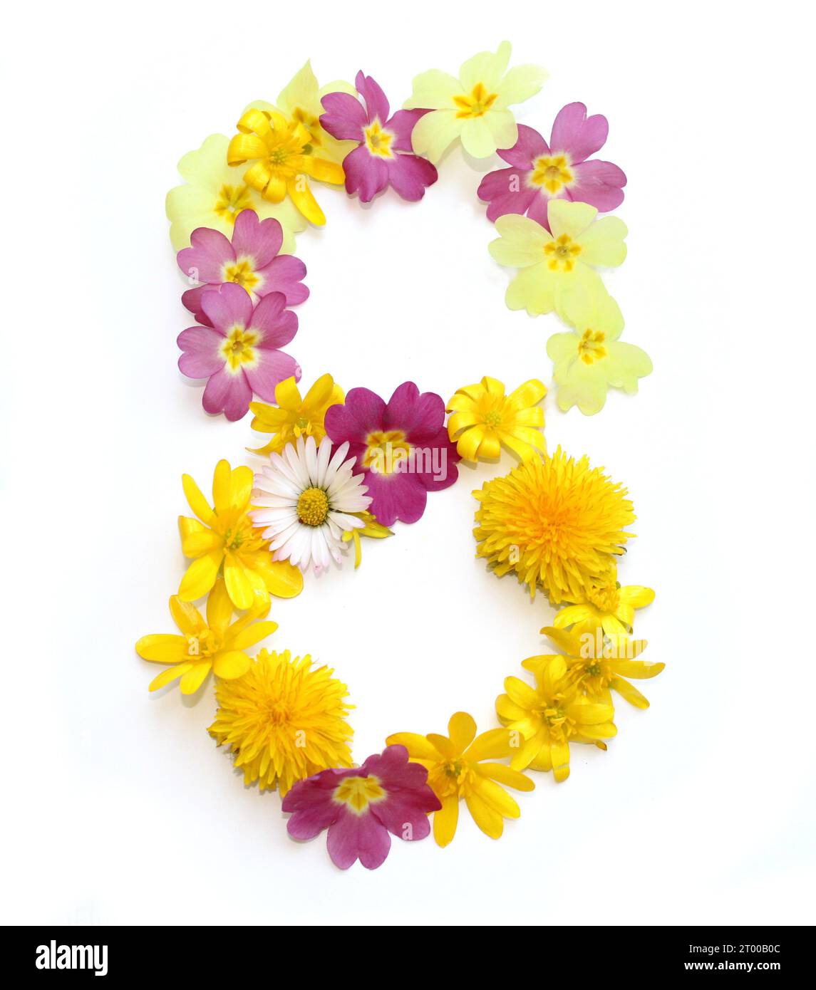 number made from freshly picked yellow, pink flowers. isolated on white ...