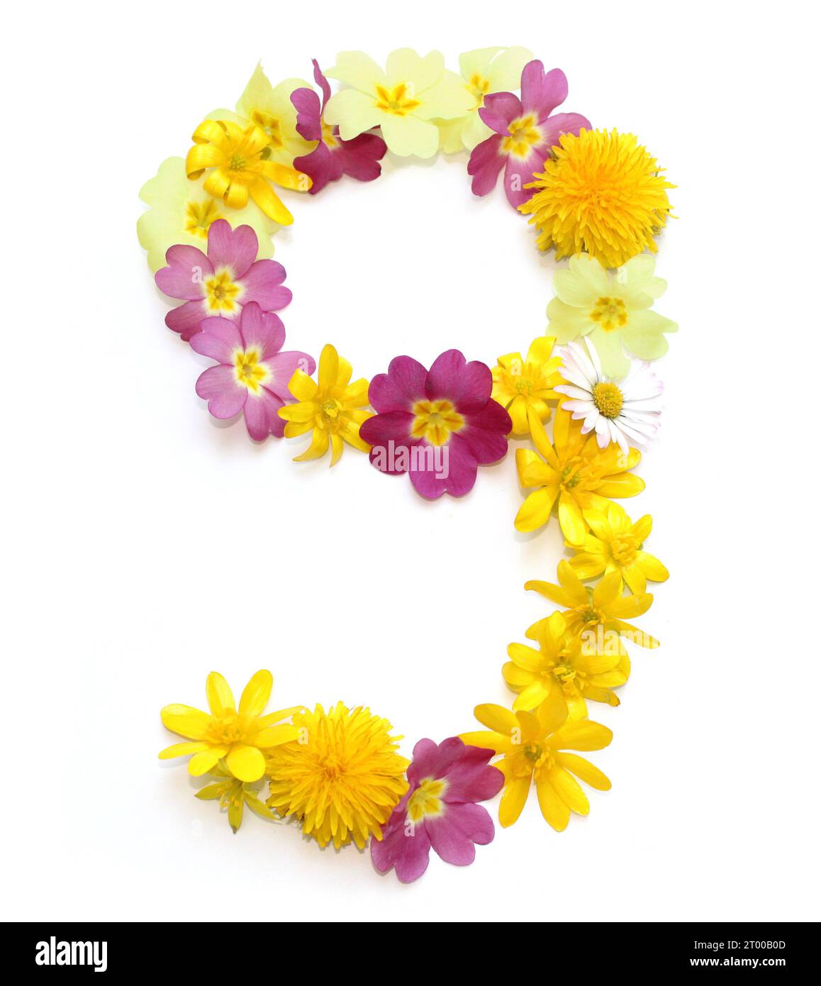 number made from freshly picked yellow, pink flowers. isolated on white ...