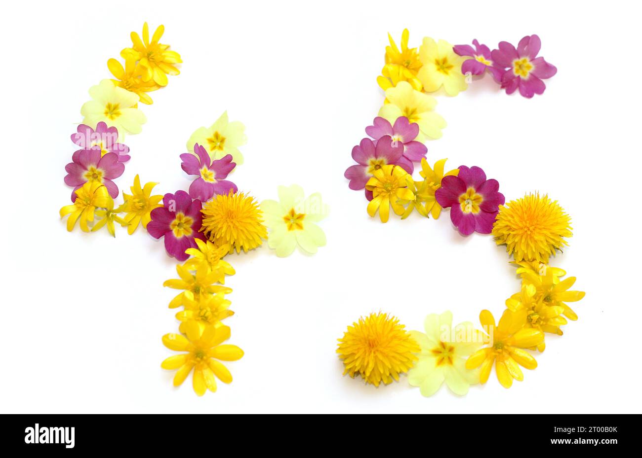 number made from freshly picked yellow, pink flowers. isolated on white ...