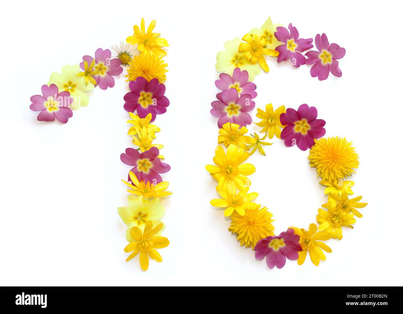 number made from freshly picked yellow, pink flowers. isolated on white ...