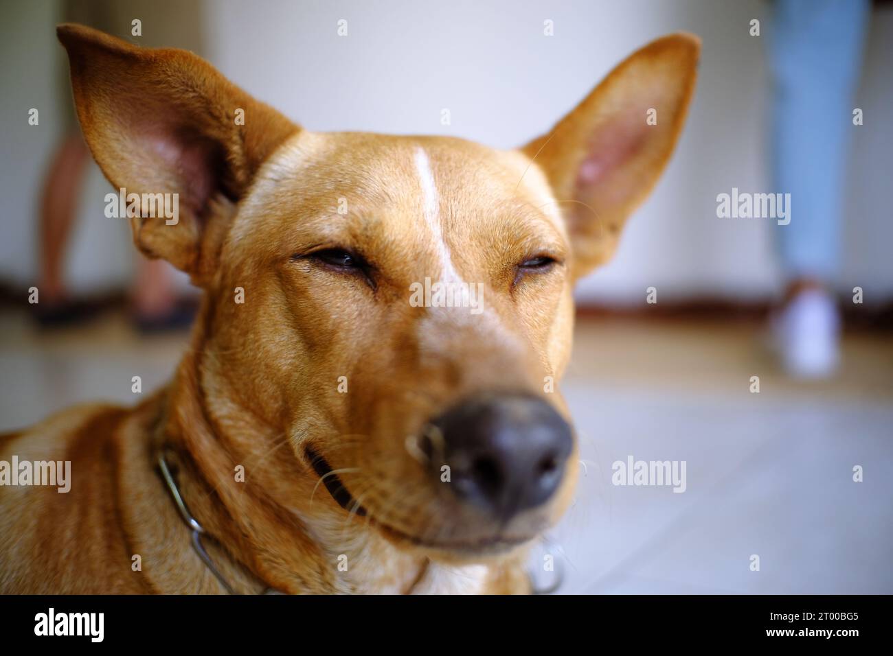 Smile beautiful smile studio hi-res stock photography and images - Alamy