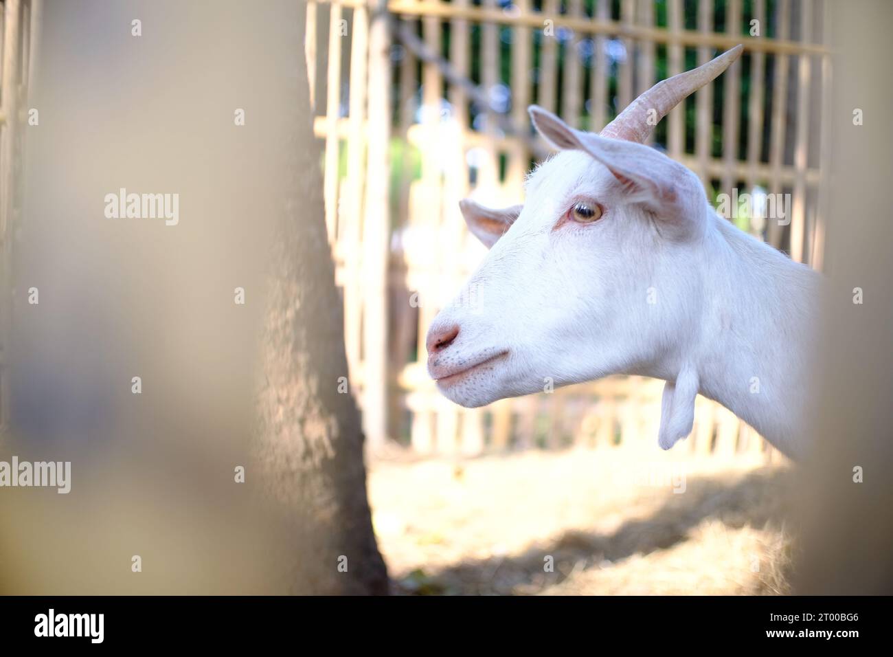 Selective farm focus hi-res stock photography and images - Alamy