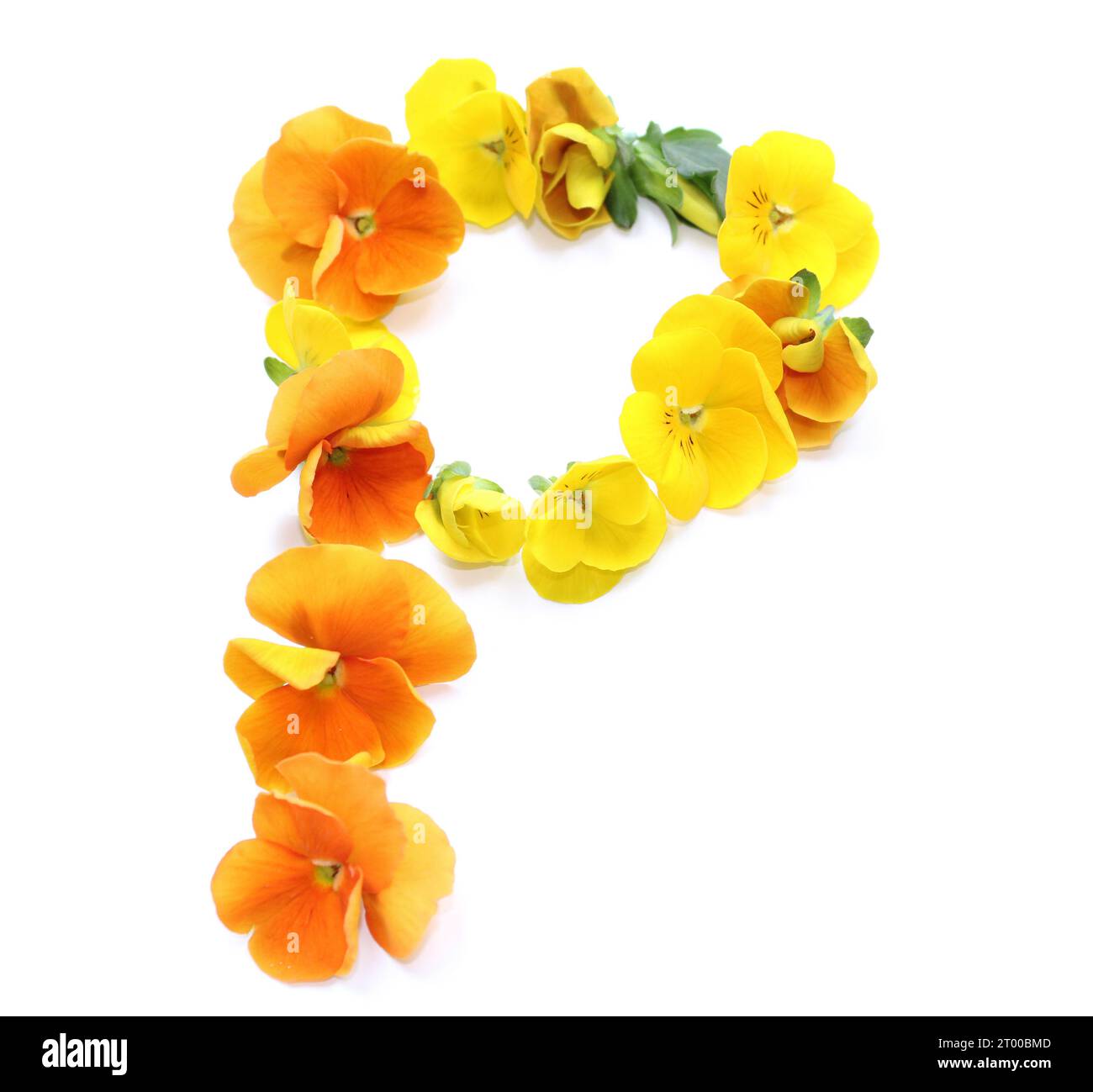 Letter p flowers hi-res stock photography and images - Alamy