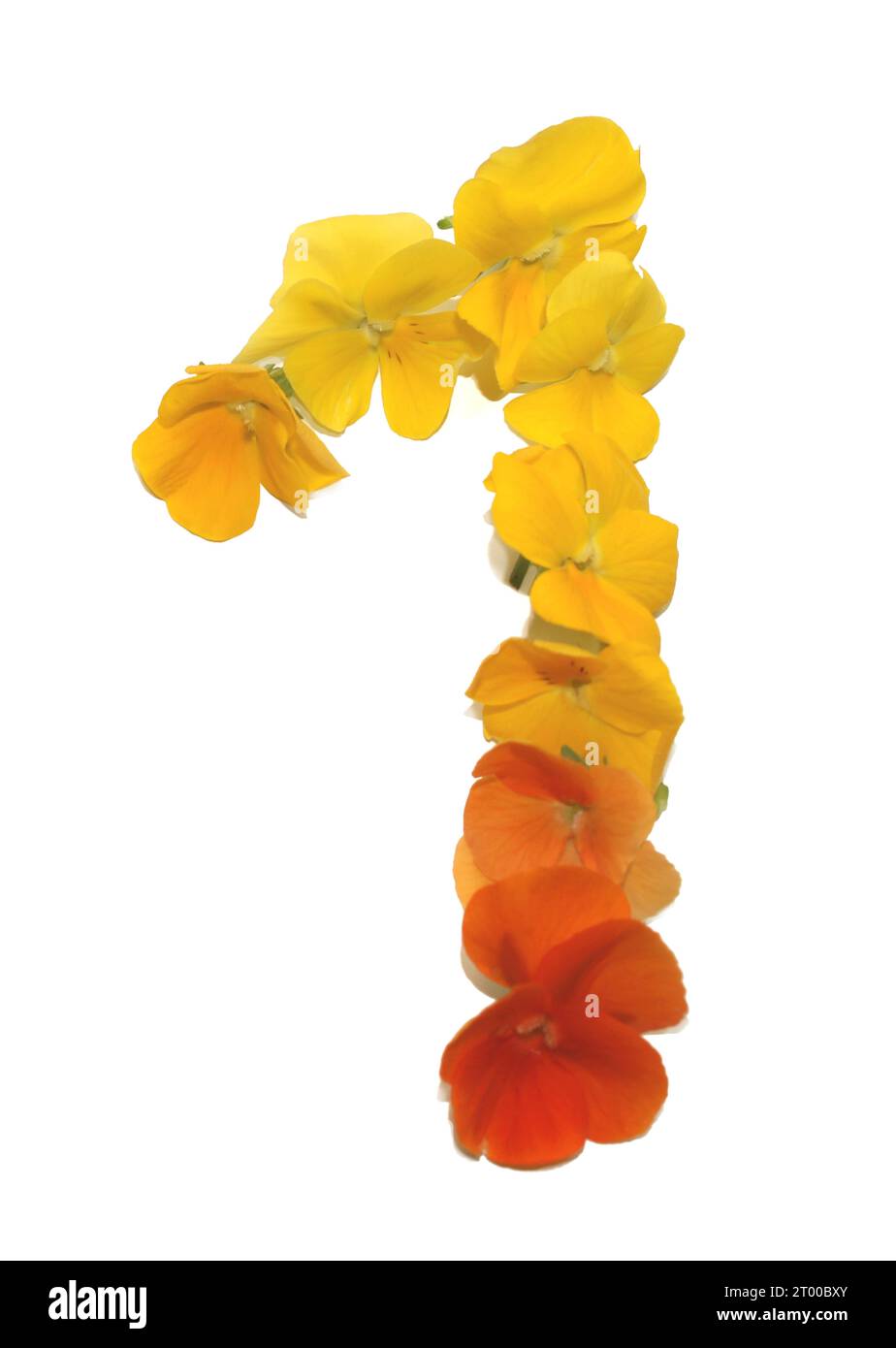 number made from freshly picked yellow, orange, red, flowers. isolated ...