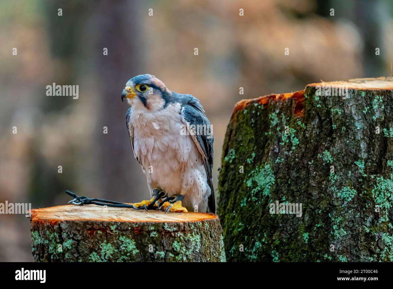 The lanner falcon (Falco biarmicus) is a medium-sized bird of prey that ...