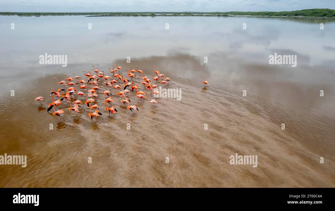 Cluster Of Pink Flamingos In Rio Lagartos With More Birds Landing In ...