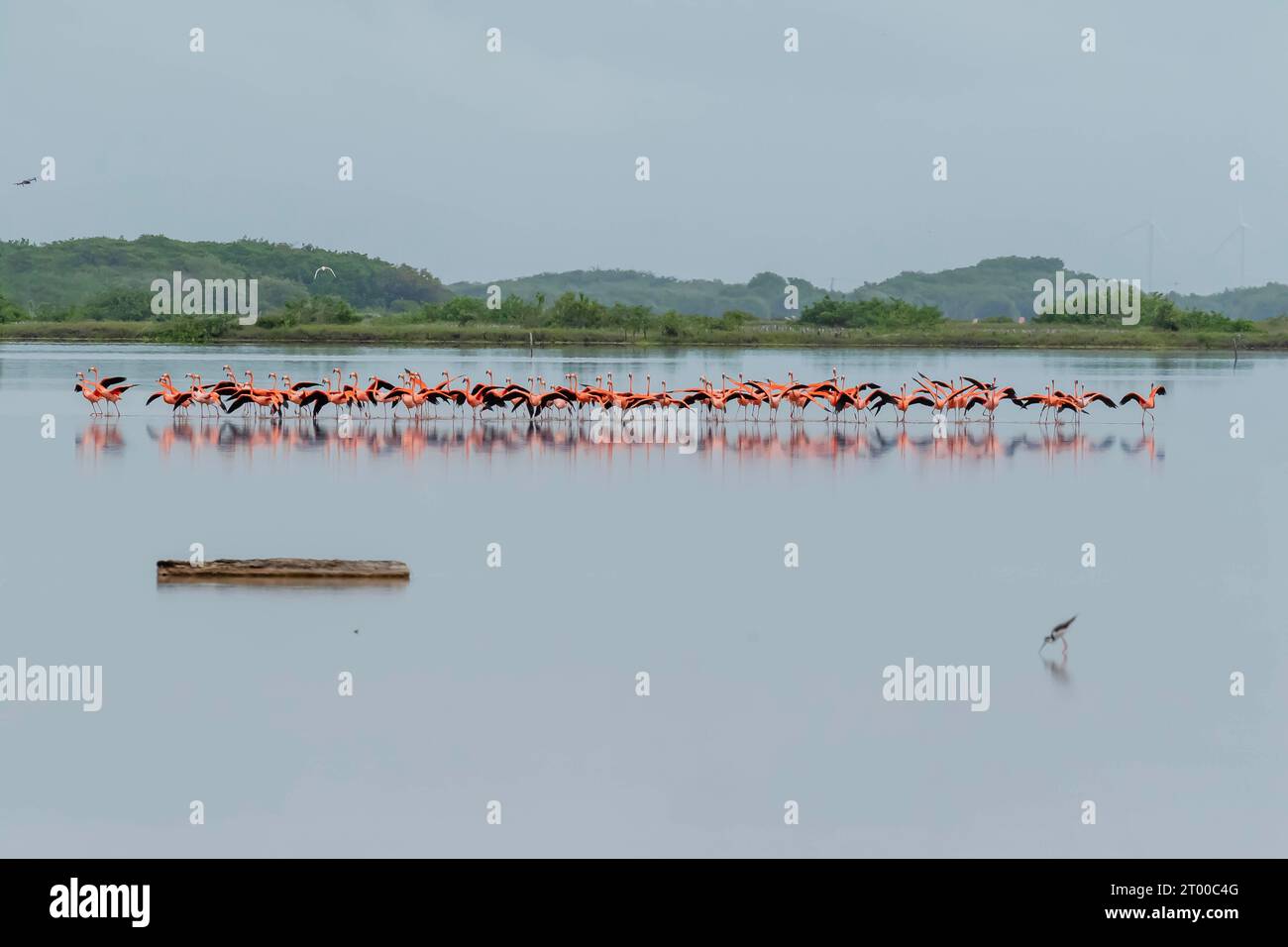 Cluster Of Pink Flamingos In Rio Lagartos With More Birds Landing In ...