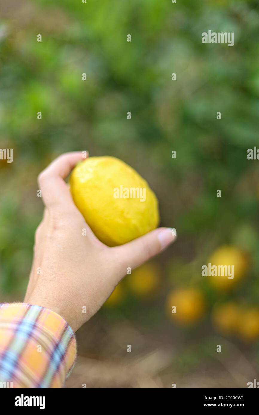 Fresh yellow ripe lemons on tree. Growing Lemon with Basket full of ...
