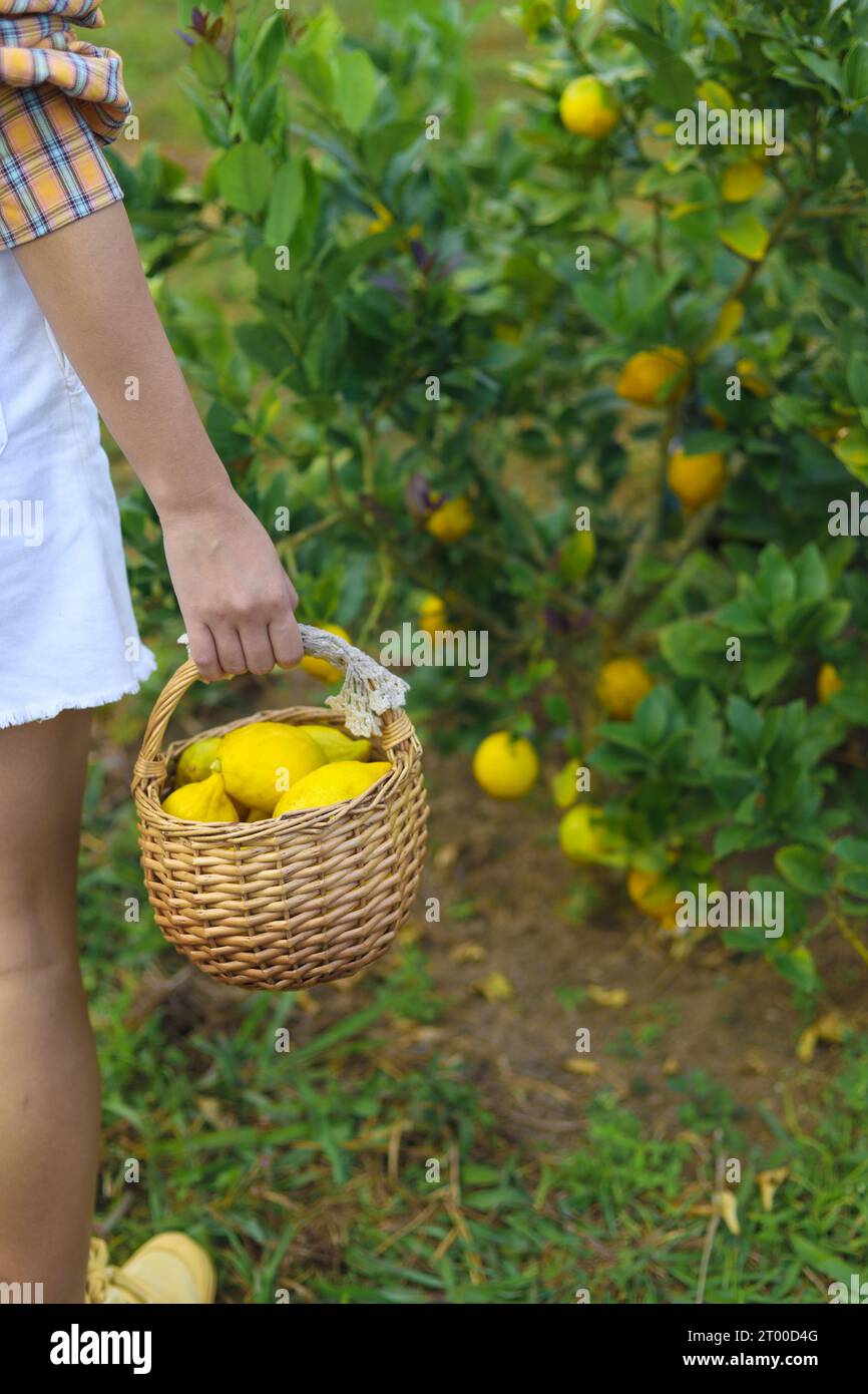 Fresh yellow ripe lemons on tree. Growing Lemon with Basket full of ...