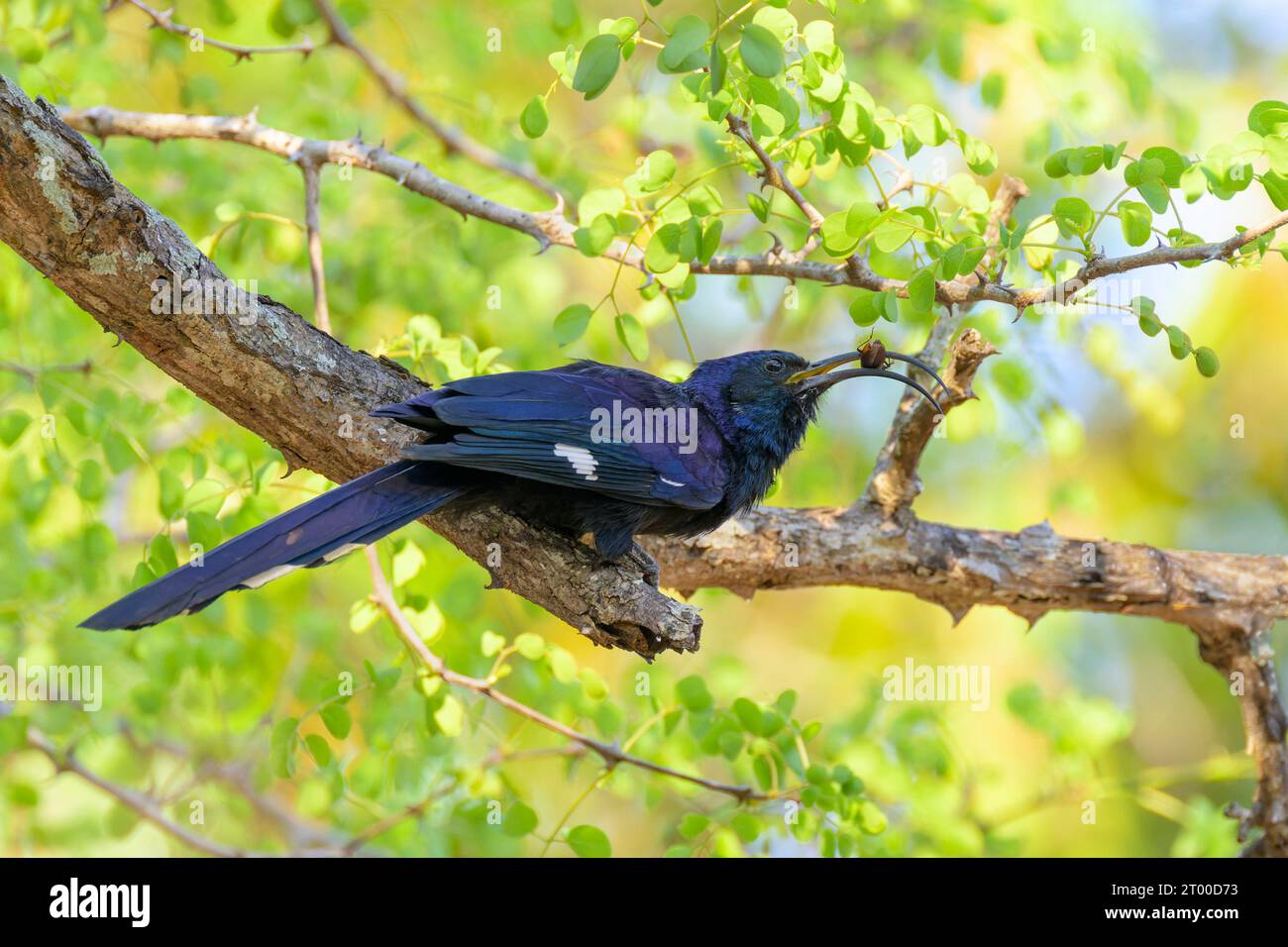 Common scimitarbill (Rhinopomastus cyanomelas) perched in tree, eating ...