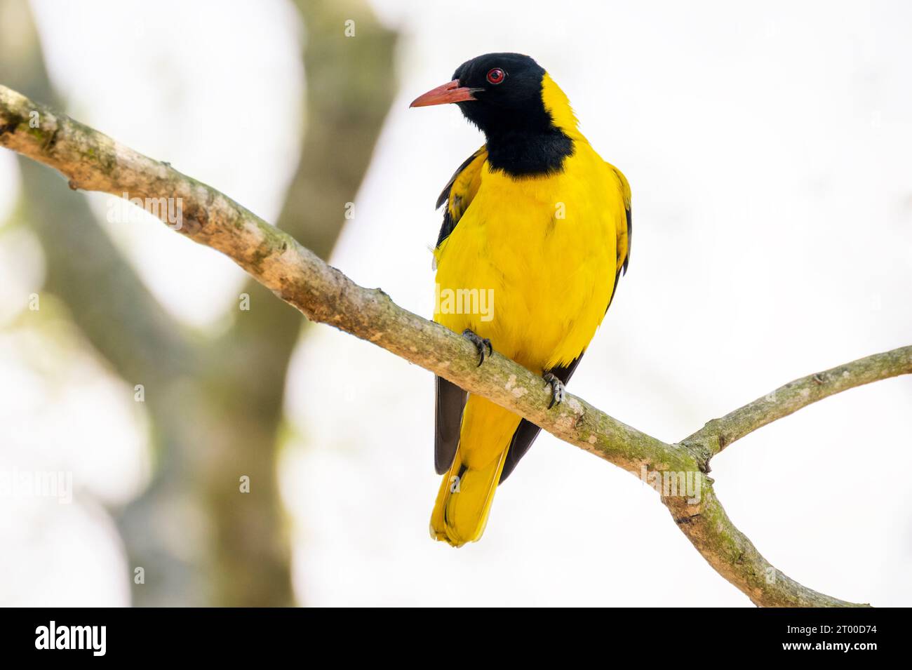 Black-headed oriole (Oriolus larvatus) perched in tree with backlight ...
