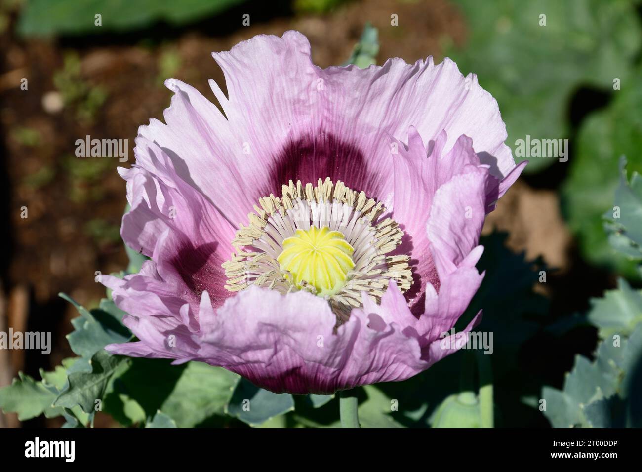 Purple poppy flower in full bloom, Chard, Somerset, UK, Europe Stock ...