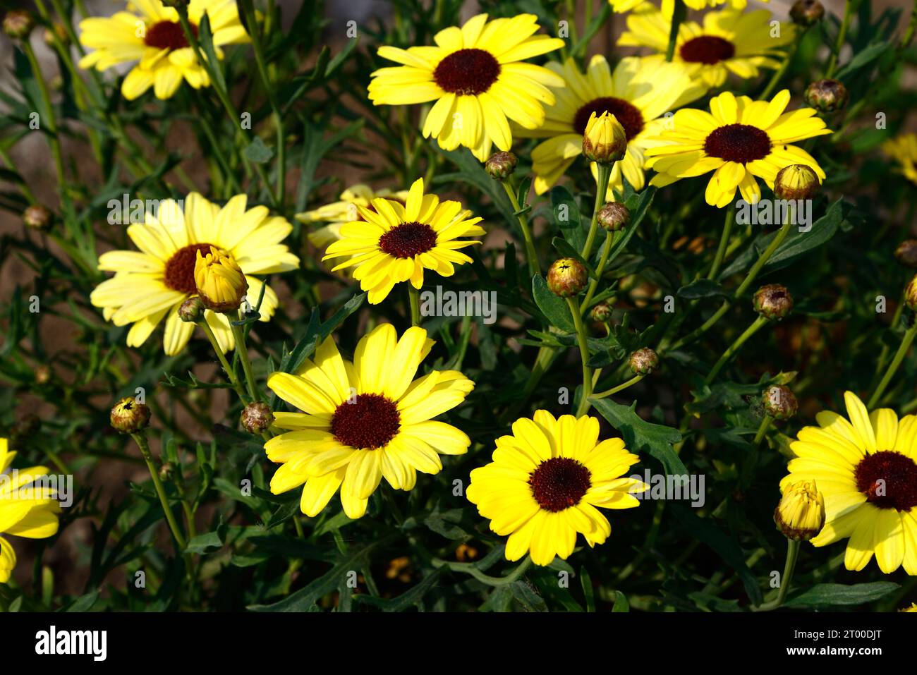 Yellow Marguerite daisy bush in full bloom (Argyranthemum), Somerset ...