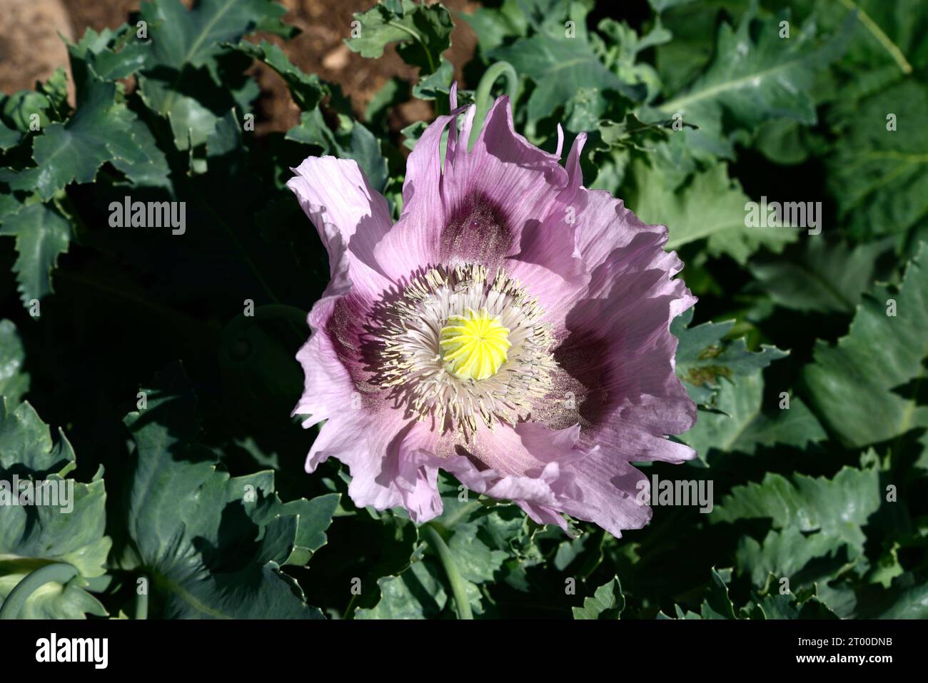 Purple poppy flower in full bloom, Somerset, UK, Europe Stock Photo - Alamy