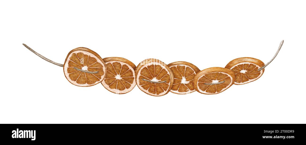 Watercolor Christmas decoration, festive food illustration, dried orange fruit garland. winter ...