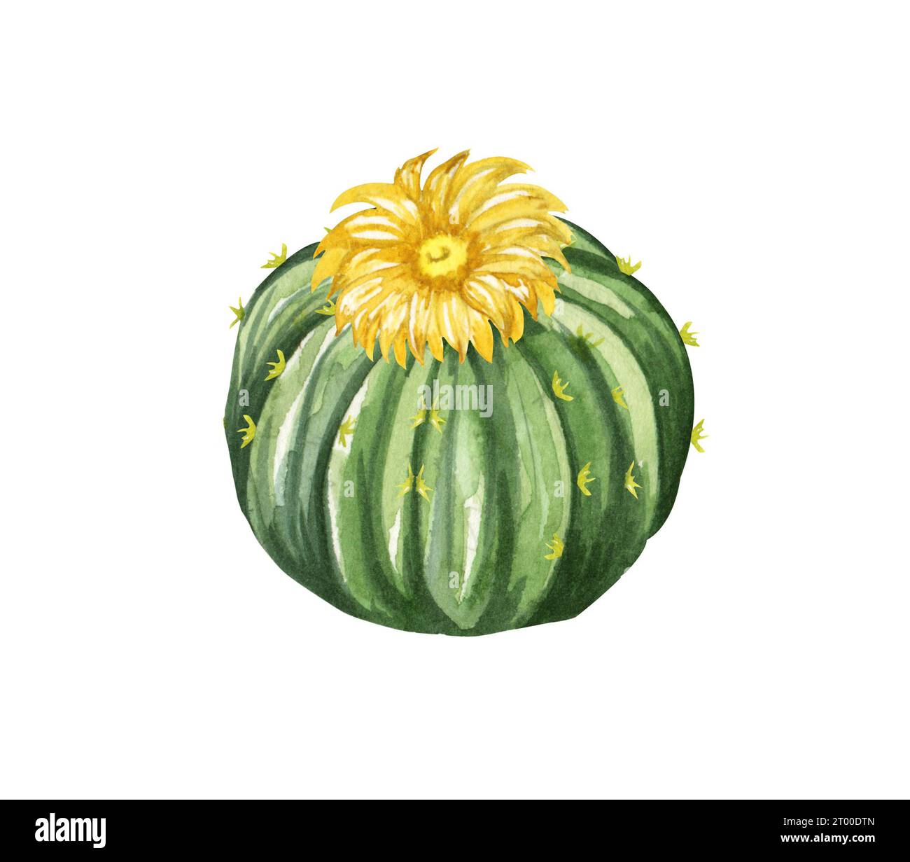 Watrcolor hand drawn realistic cactus illustration. Botanical Balloon ...