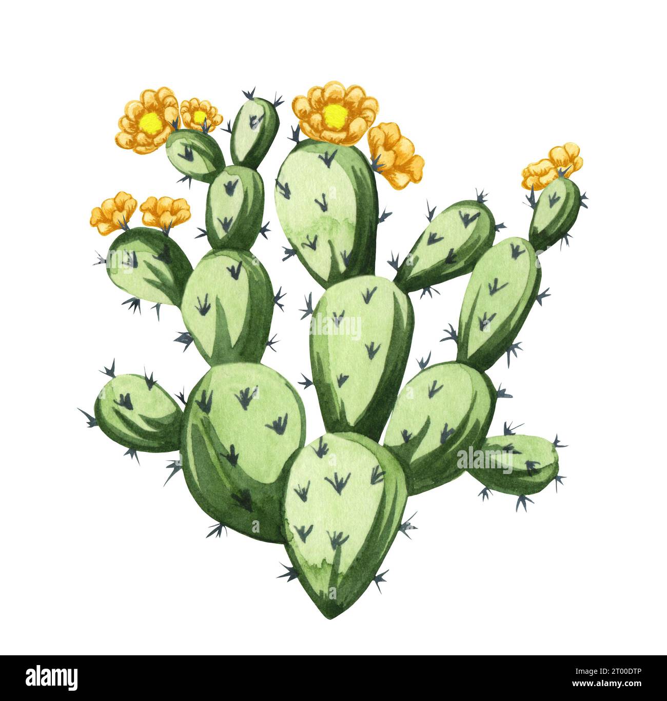 Watrcolor hand drawn realistic cactus illustration. Botanical blooming ...