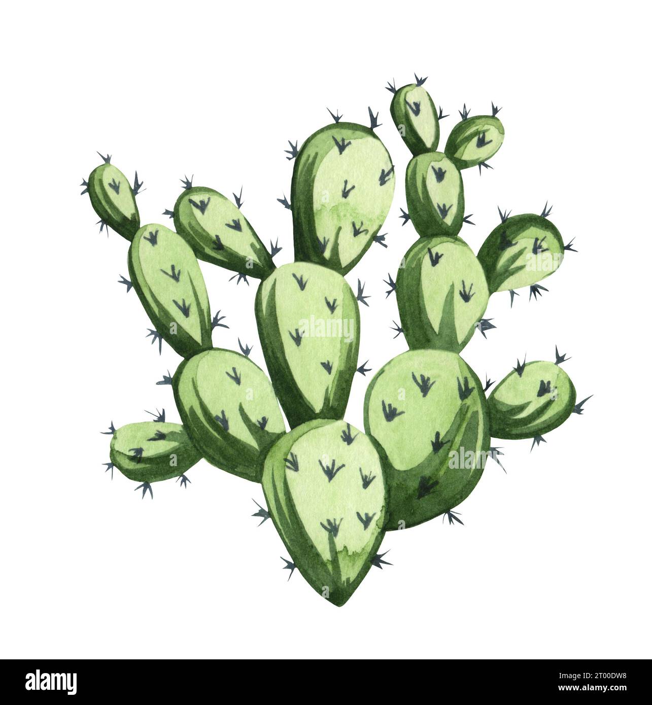 Prickly Pear Cactus Flower Drawing
