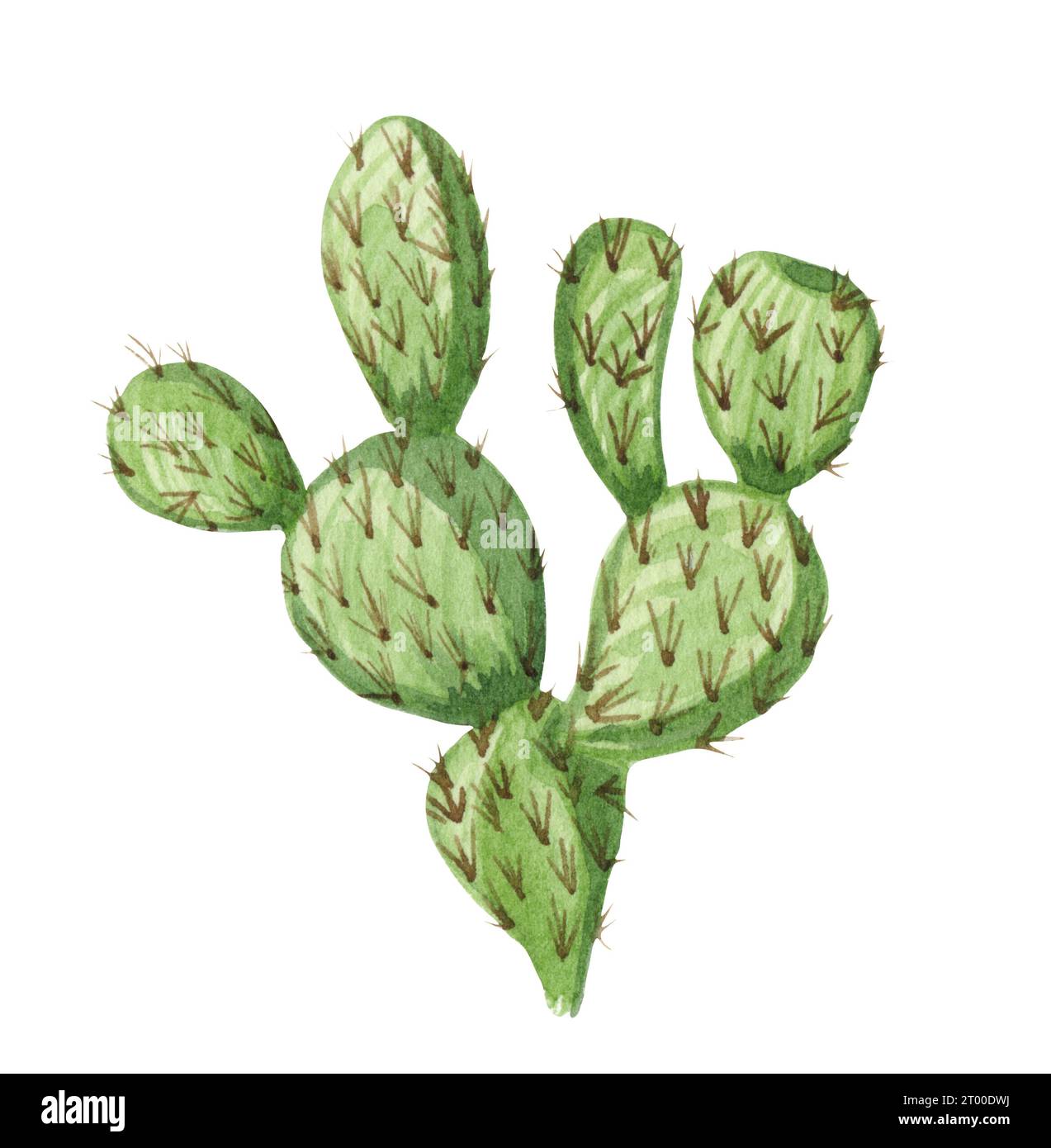 Watrcolor hand drawn realistic cactus illustration. Botanical Angel ...