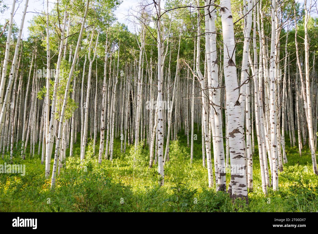 Summer aspen tree hi-res stock photography and images - Alamy