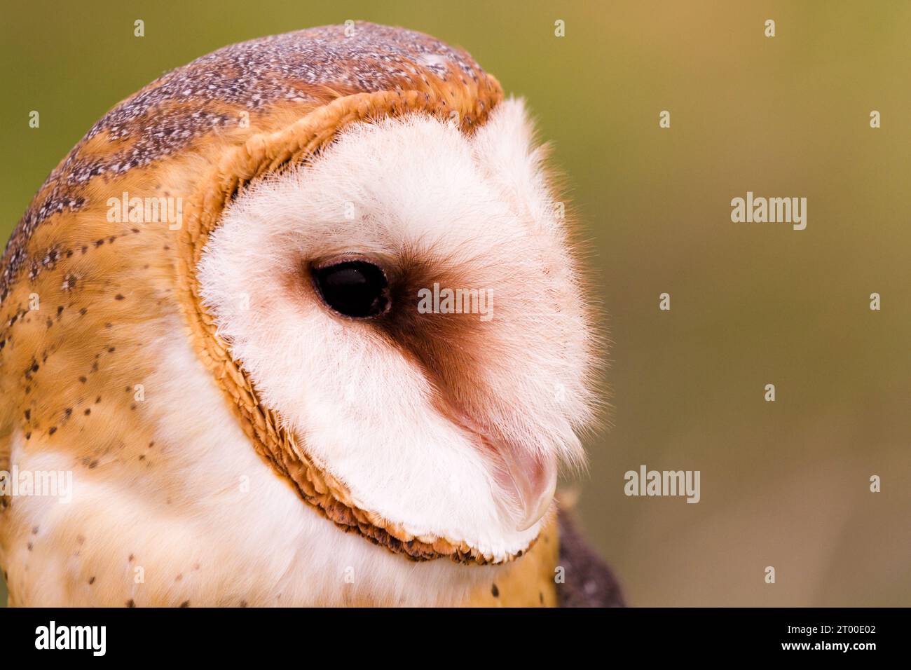 White owl face head hi-res stock photography and images - Alamy