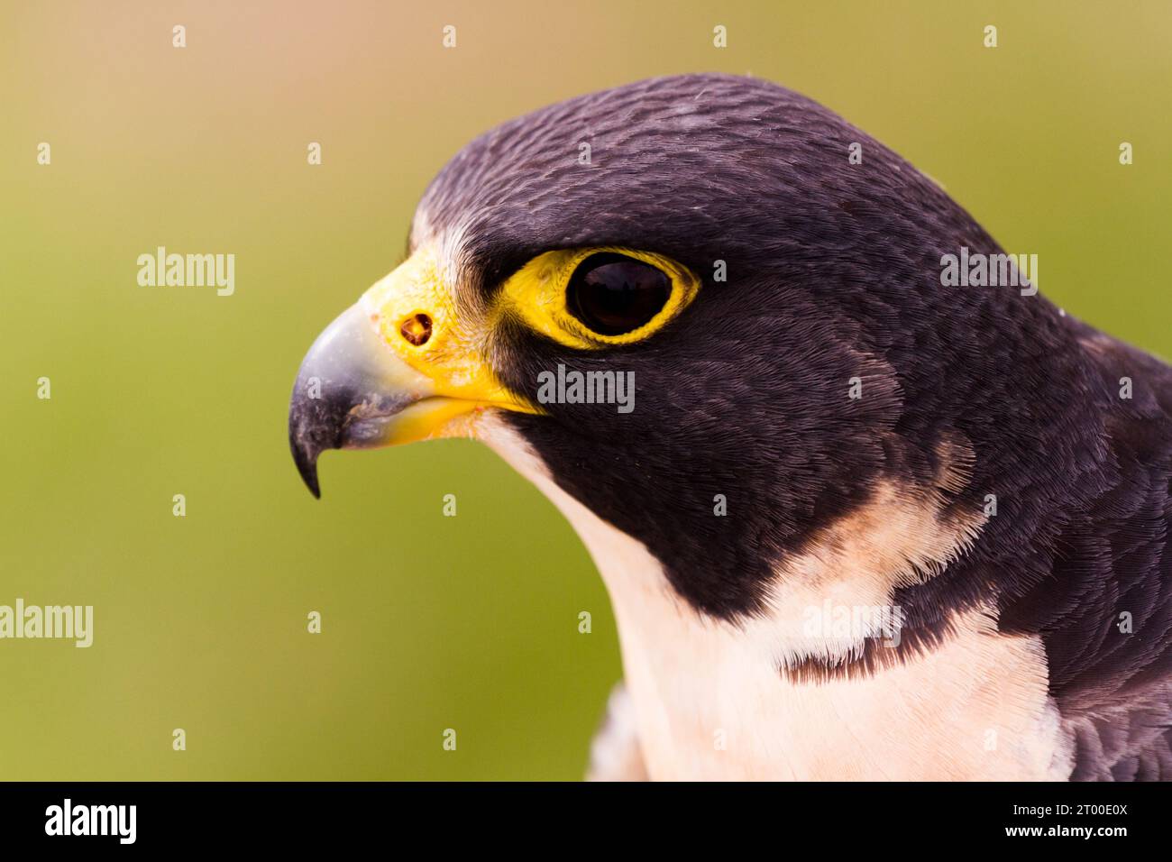 Face falcon hi-res stock photography and images - Alamy