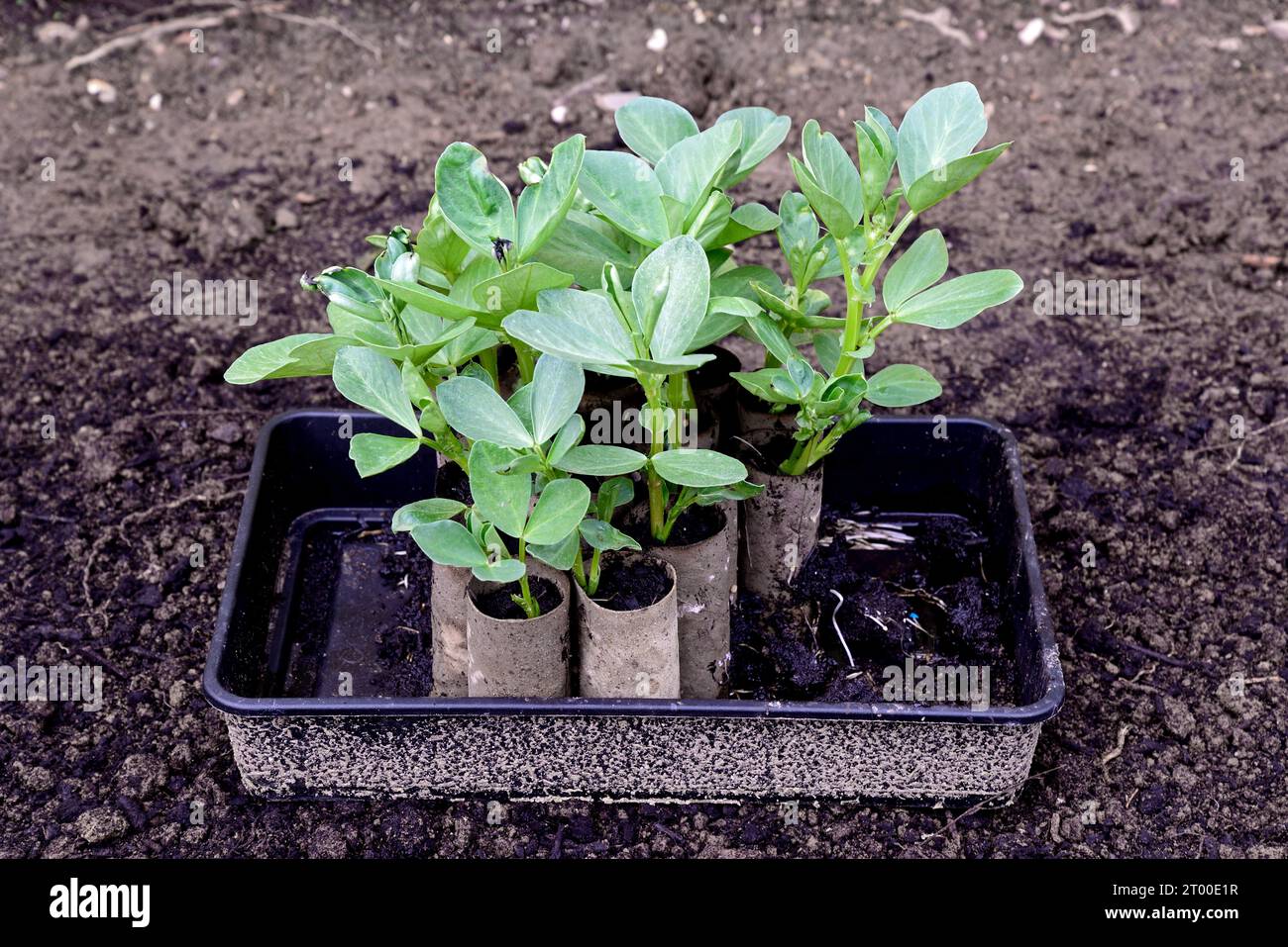 Broad bean seedlings (Vicia Faba) planted in toilet rolls sitting in a ...