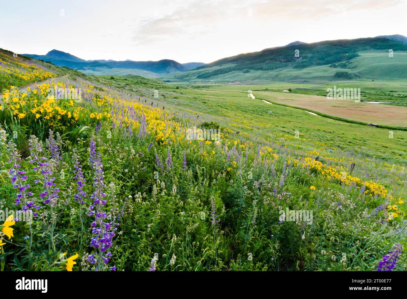 Aspen wildflowers hi-res stock photography and images - Alamy