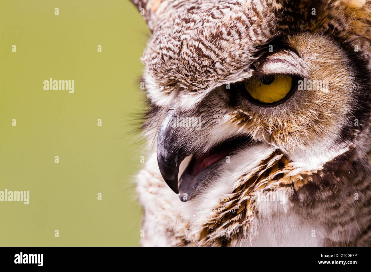 Great horned owl night hi-res stock photography and images - Alamy