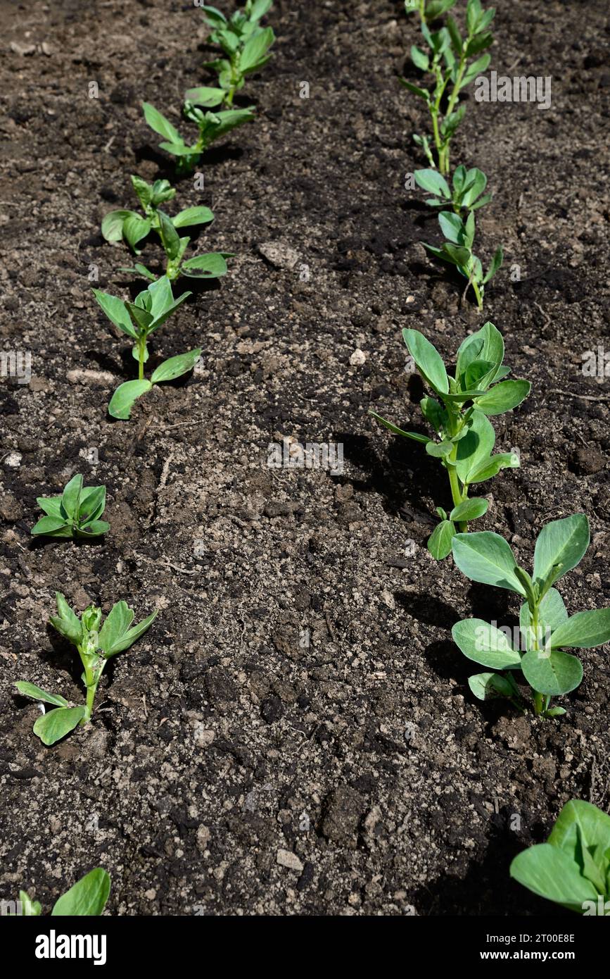 Rows of Broad Bean seedlings planted in a veg plot in rows, Somerset ...