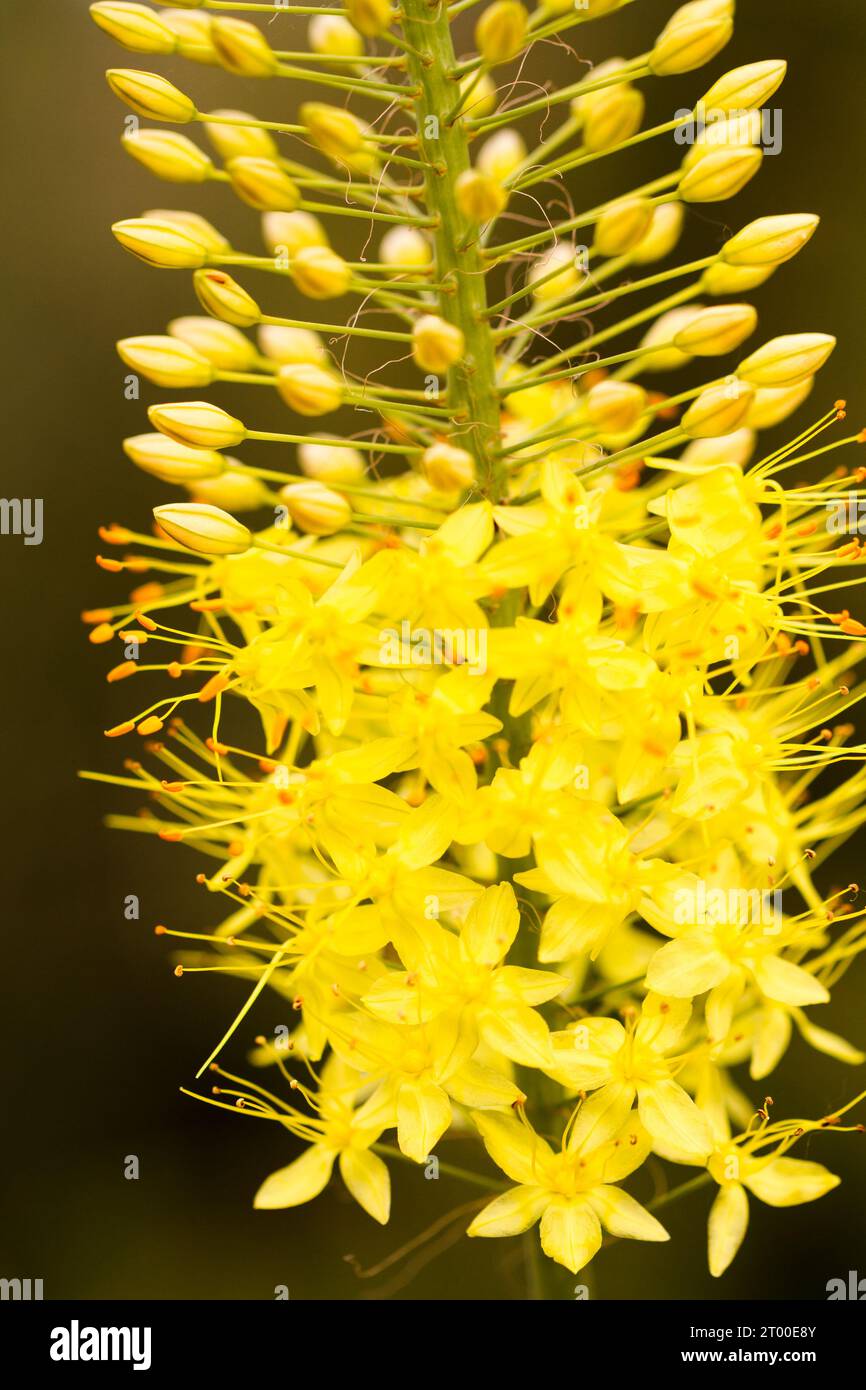 Indigenous native endemic hi-res stock photography and images - Alamy