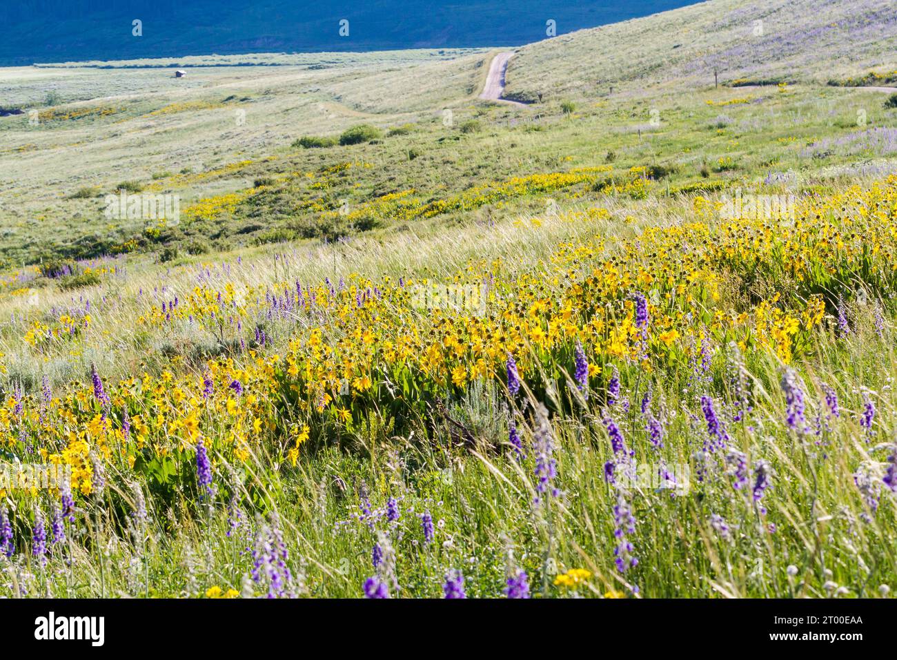 Wildflower native to western north america hi-res stock photography and ...