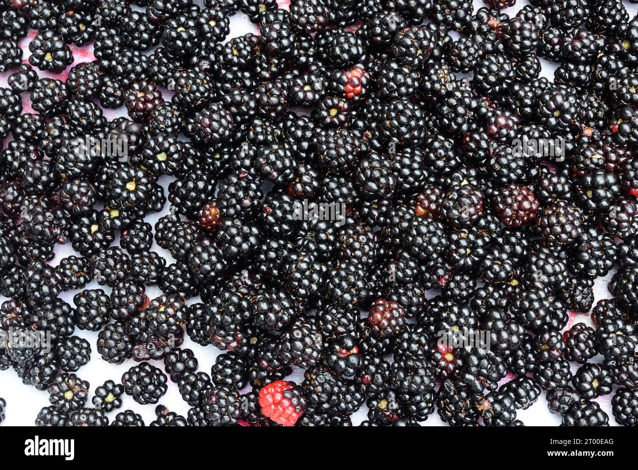 Freshly picked blackberries food background, UK, Europe Stock Photo - Alamy