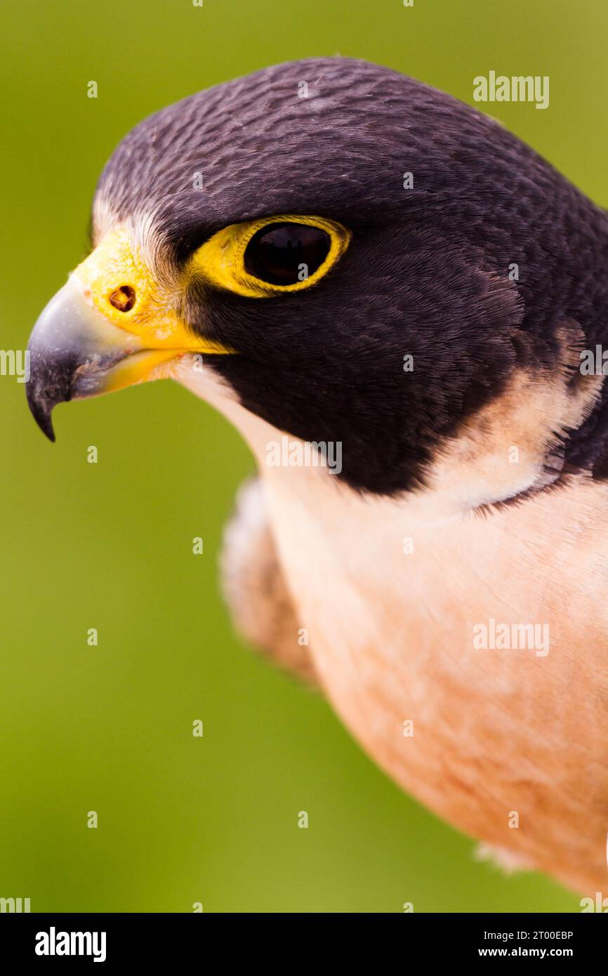 Gray falcon hi-res stock photography and images - Alamy