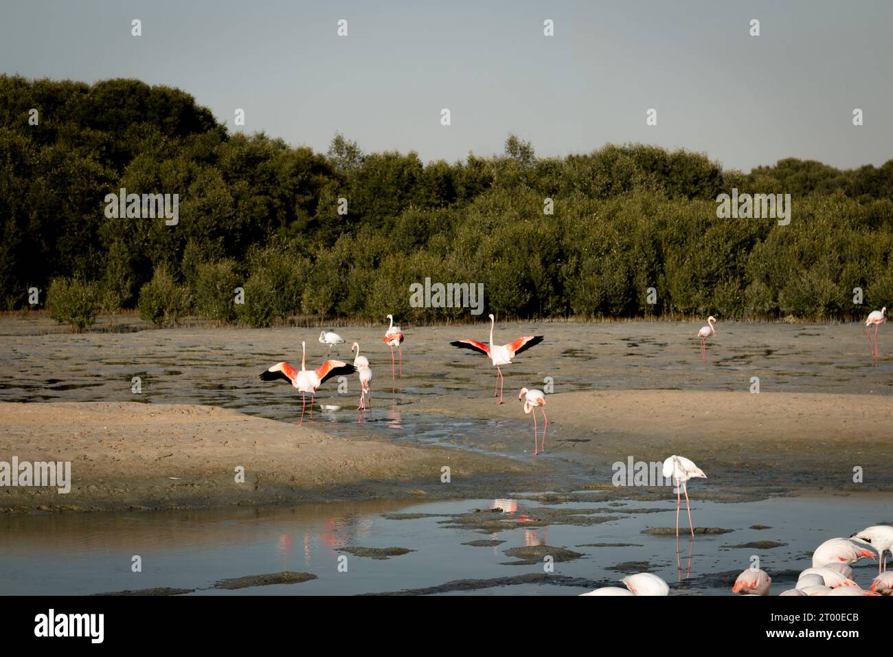 Thousands of Greater Flamingos (Phoenicopterus roseus) at Ras Al Khor ...
