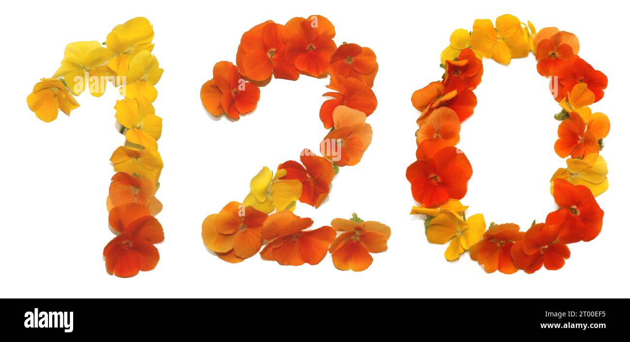 number made from freshly picked yellow, orange, red, flowers. isolated ...