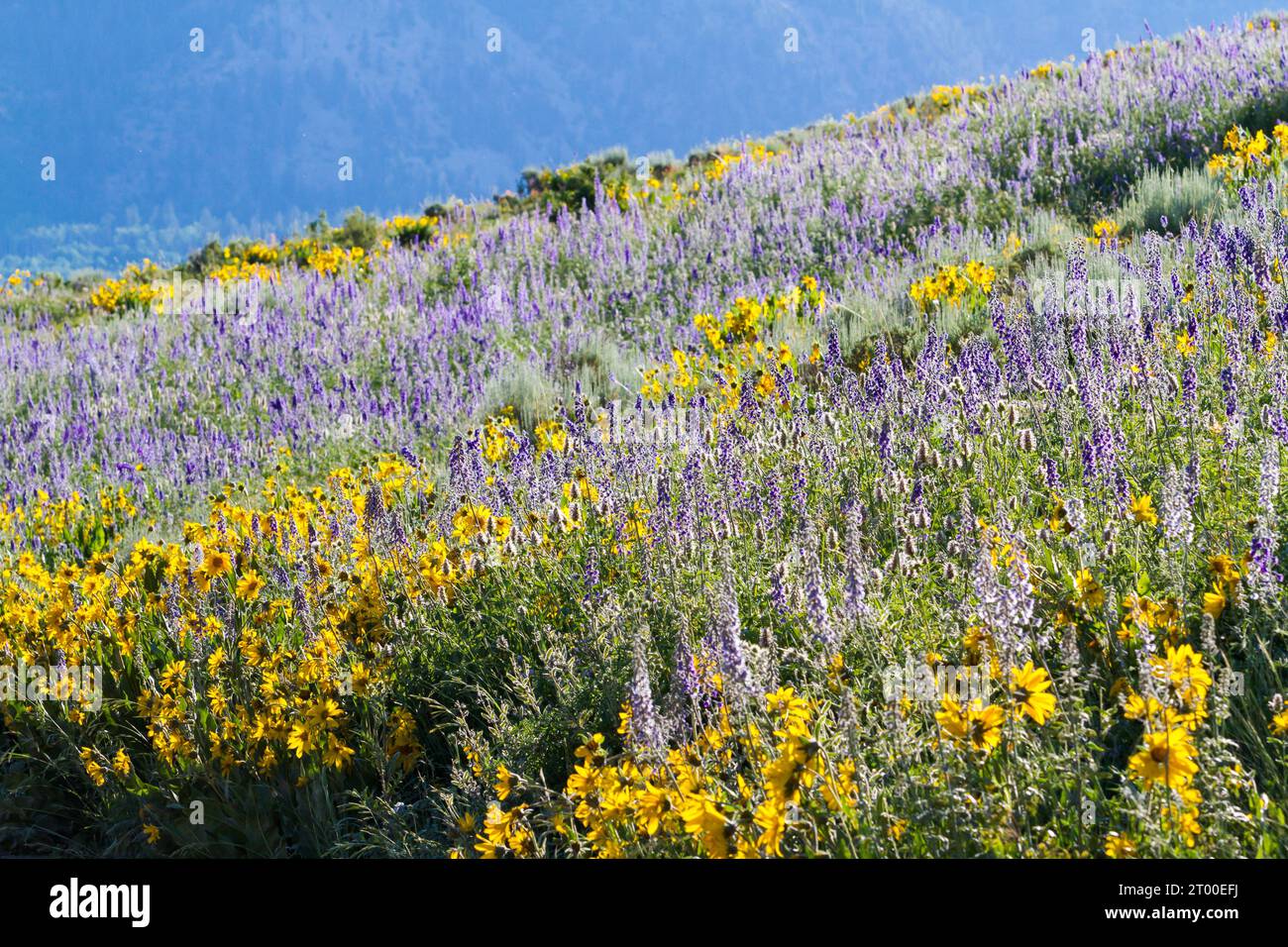 Wildflowers of western north america hi-res stock photography and ...
