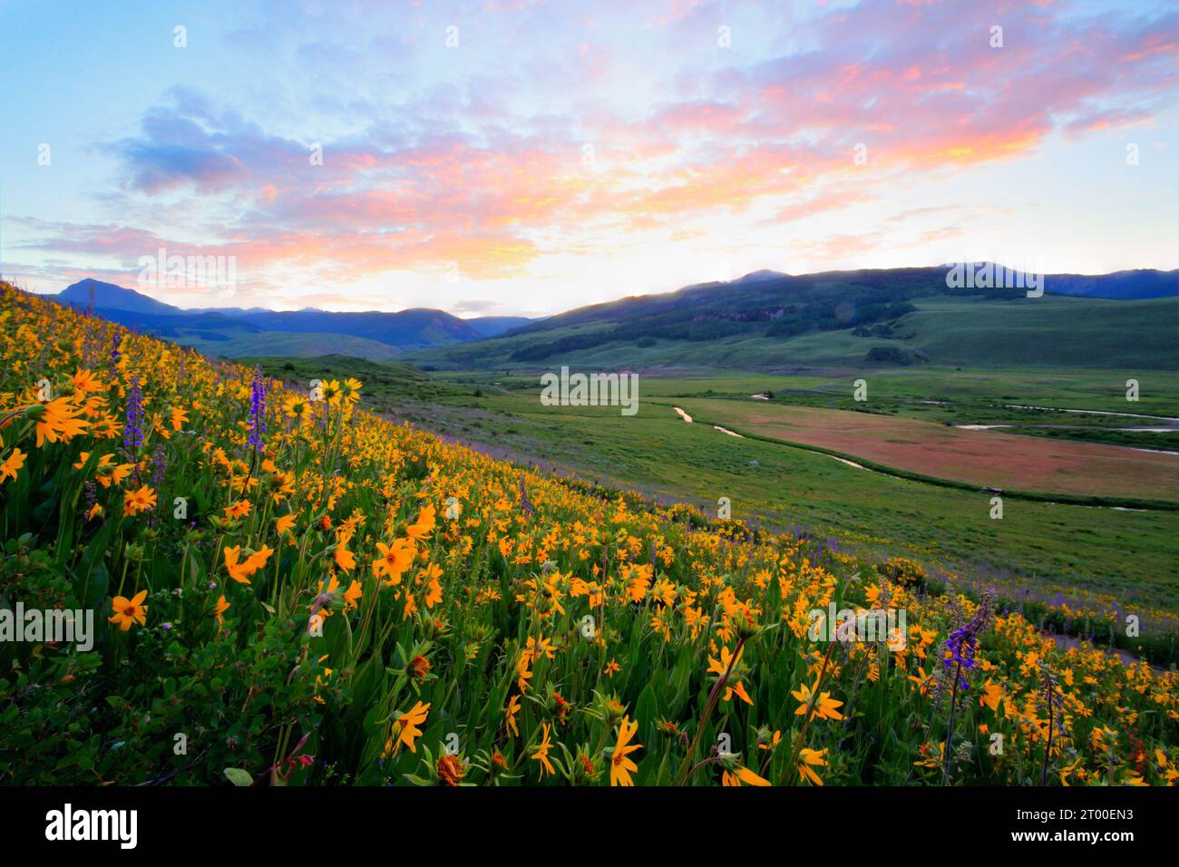 Aspen wildflowers hi-res stock photography and images - Alamy