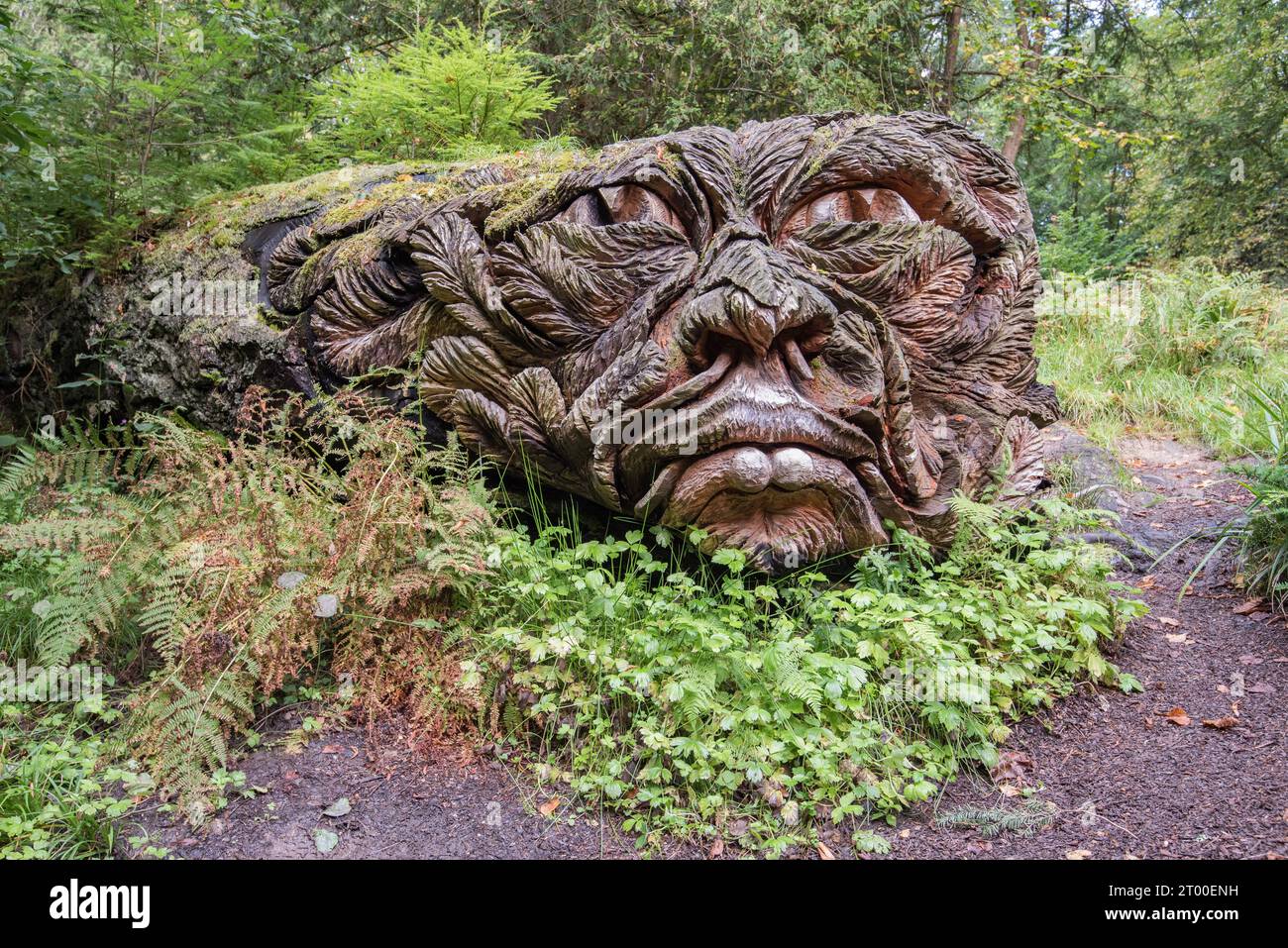 Tree carving of a giant life-like head in the Pinetum, Cragside ...