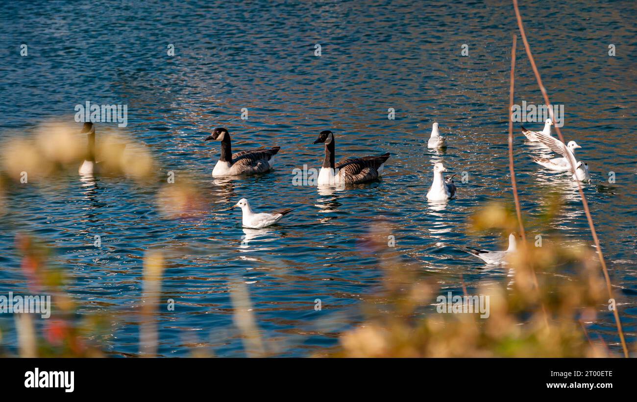 West Park Wolverhampton. Spring in England. Birds in the natural ...
